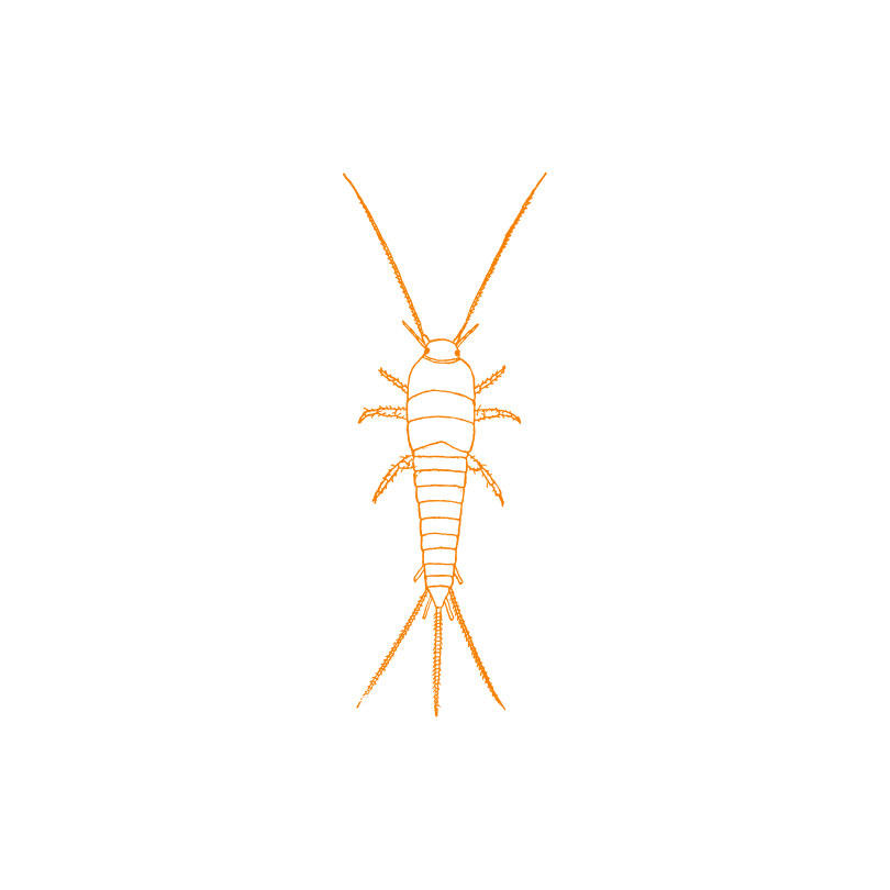 silverfish – Precision Pest Management
